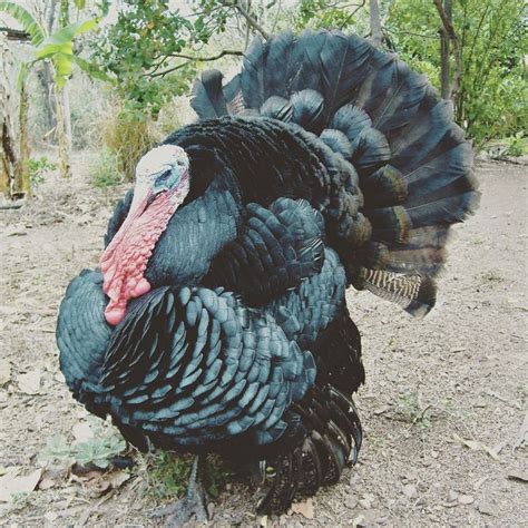 Chompipe No Es Parte De La Cena Es Un Amigo Más Vegetables Cabbage