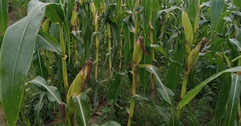 နတ်မောက်မြို့နယ်၌ ဖူးစားပြောင်းစျေးကောင်း၍ စိုက်ပျိုးသူ များပြားလာ