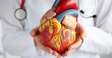 Partes Del Corazón Con Dibujo Y Sus Funciones