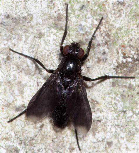 Why Do Flies Fly In A Triangle At Edward Diaz Blog