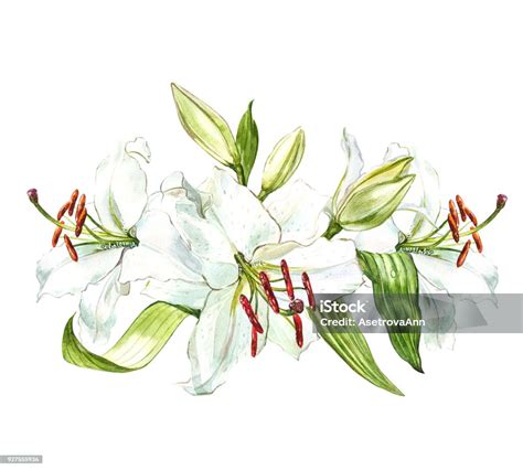 Seperangkat Bunga Lili Putih Ilustrasi Botani Bunga Yang Digambar Tangan Terisolasi Dengan Latar