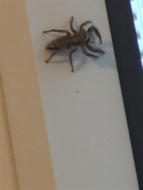 Can Someone Identify The Species Sex And Age R Jumpingspiders