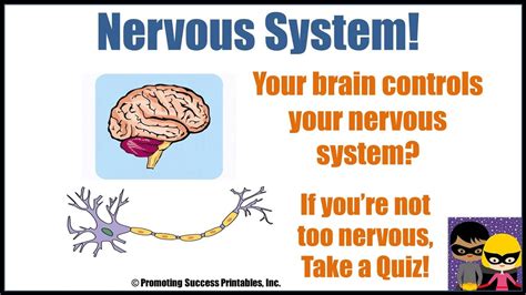 Nervous System Human Body Anatomy Science Video For Middle Elementary