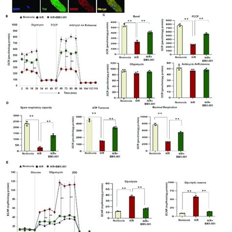 The Reduced Mitochondrial Bioenergetics Following Hr Injury In The