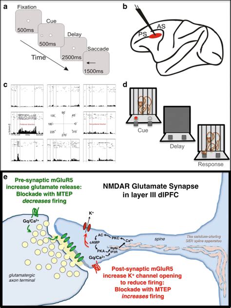 The Experimental Paradigm A The Spatial Working Memory Oculomotor Download Scientific Diagram