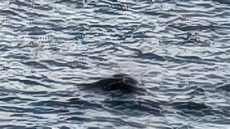 Le Monstre Du Loch Ness Est Il De Retour Une Forme Mystérieuse Ravive