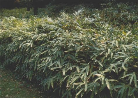 阔叶箬竹 园林植物 图片