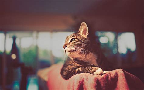 Vintage Cat Wallpapers Top Free Vintage Cat Backgrounds Wallpaperaccess