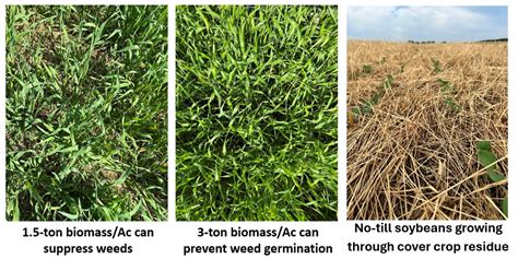 Want To Know How Your Cover Crop Is Performing Its All About The