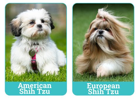 Princess Types Of Shih Tzu