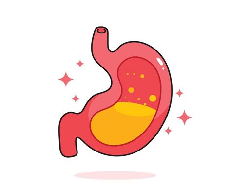 Sistema Digestivo Dibujo Facil