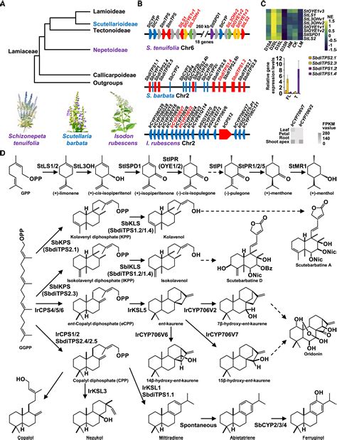Dynamic Evolution Of Terpenoid Biosynthesis In The Lamiaceae Molecular