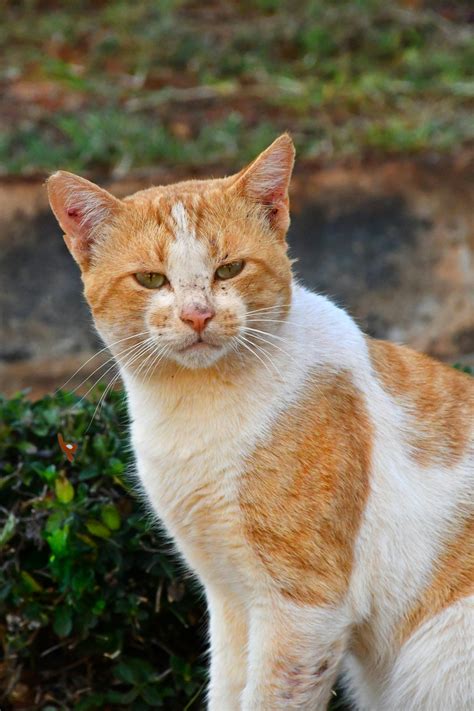 Pussy Cat Pictures Download Free Images On Unsplash