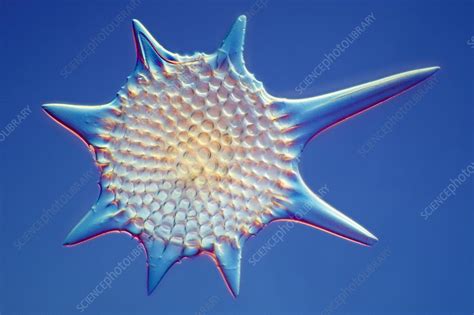 Heliodiscus Radiolarian Micrograph Stock Image C0293528 Science Photo Library