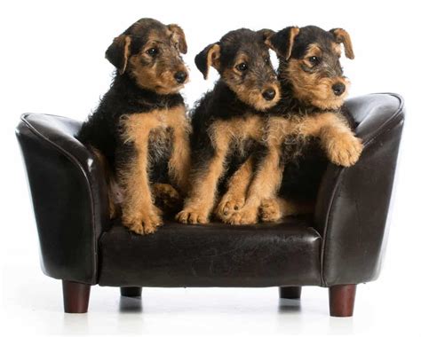 Airedale Terrier Care Guide To Keep Your Pup Healthy And Happy