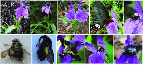 Three Himalayan Roscoea Species And Their Floral Visitors A B