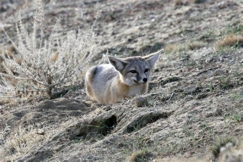 Fox Detector Dataset Object Detection Model By Testing