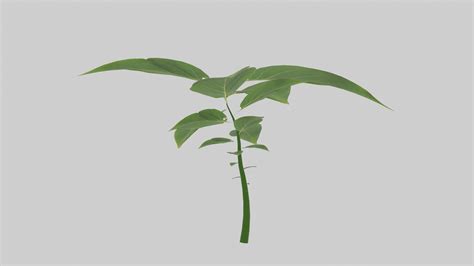 Tree Grow Geometry Nodes Blender 3d Model Cgtrader