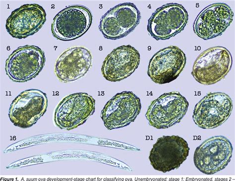 Figure 1 From A Method For Determining Ascaris Viability Based On Early