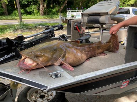 Record Breaking Flathead Catfish Caught In Lancaster County