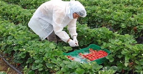 El Gobierno Busca Extender La Migración Circular Para Garantizar