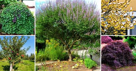 16 Popular Usda Zone 8 Trees To Consider Planting Today