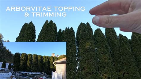 Arborvitae Trimming Topping At Bradley Briseno Blog