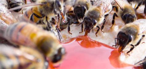 How To Revive Solid Snap Packs Red Belly Honey