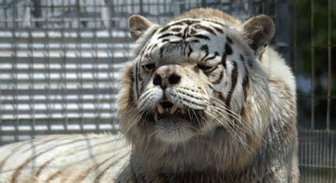 The Down Syndrome Tiger Kenny Rogers