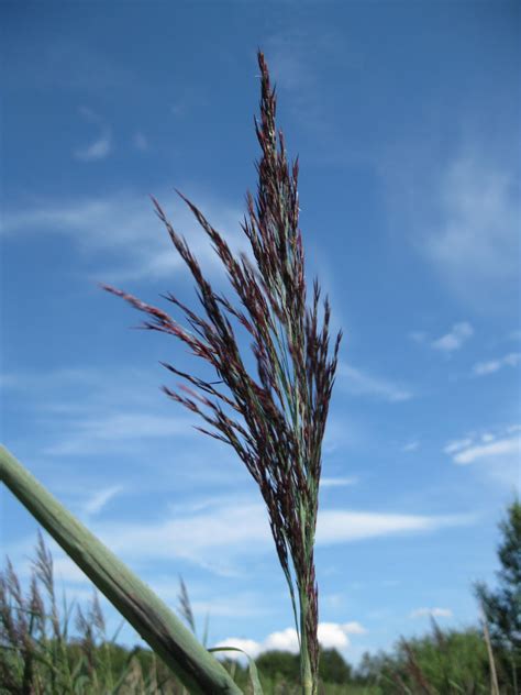 Digimages Photo Ett Strå Vassare
