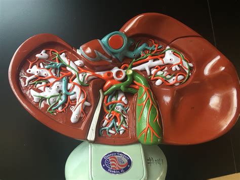 Liver And Gallbladder Diagram Quizlet