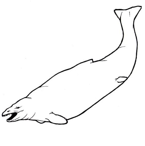 Basilosaurus Wikipedia Tiếng Việt