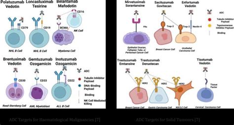 Arget Antigen Selection And Project Investigation Is The First Step Of