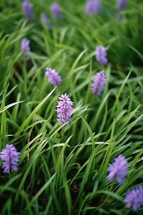 Grass Fresh Grass Flowers Green Grass From Green Flowers Png
