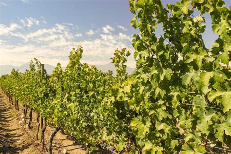 Casillero Del Diablo Pirque Pirque Chile Book Tickets And Tours Getyourguide