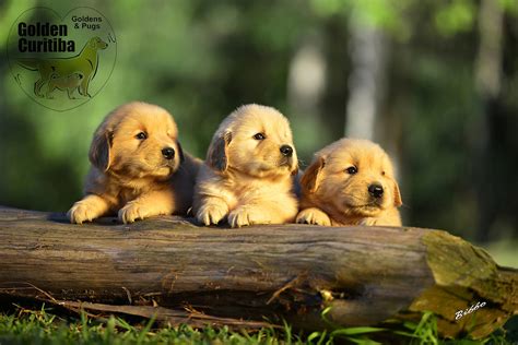 Golden Retriever Filhotegolden Retriever Preçocomprar