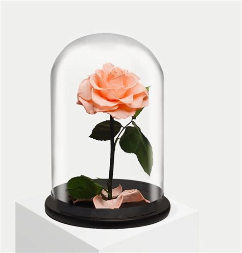 Xl Pretty Peach Talking Roses