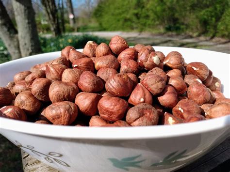 Facts About American Hazelnuts Health Benefits
