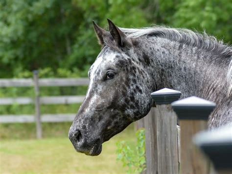 Appaloosa Horse Coat White Patterns The Equinest