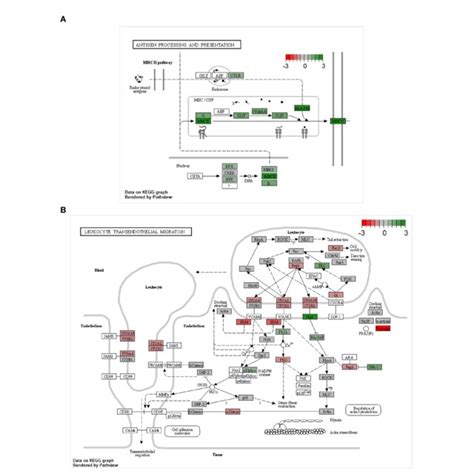 Kegg Pathway Analysis Comparing The Transcriptome Of Cd8a Dim Download Scientific Diagram
