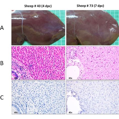 Macroscopic And Histopathological Evaluation Of The Liver Of Sheep Download Scientific Diagram