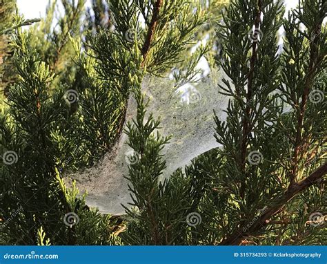 Beautiful Draping Spider Web On Juniper Bush In Morgan County Alabama