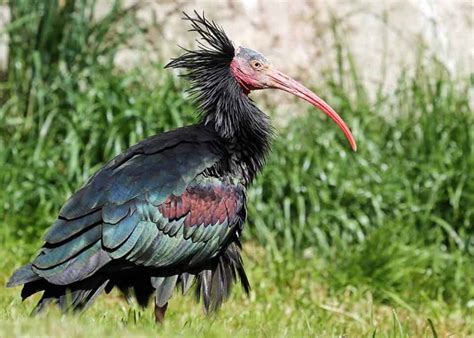 Ugly Birds 24 Ugliest Birds In The World Photos Videos