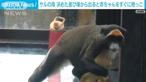 サルの母 決めた遊び場から出ると赤ちゃんをすぐに抱っこ
