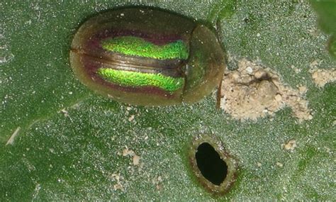 عالم الزراعة الزراعة توصي بـ4 مبيدات لمكافحة خنفساء البنجر السلحفائية