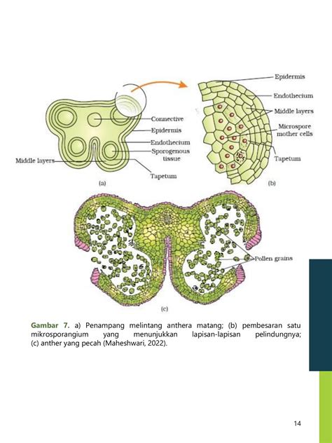 03 Sporogenesis Dan Gametogenesis Pada Tumbuhan Tri Suwandi Halaman 15 Pdf Online Pubhtml5