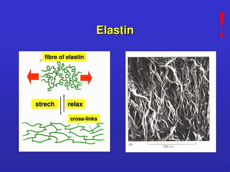 Ppt The Role Of Cell Adhesion Molecules In Tissue Development And
