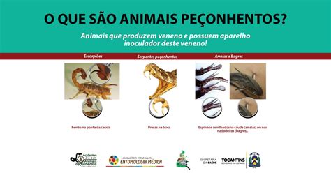 Secretaria Da Saúde Orienta Sobre Acidentes Com Animais Peçonhentos