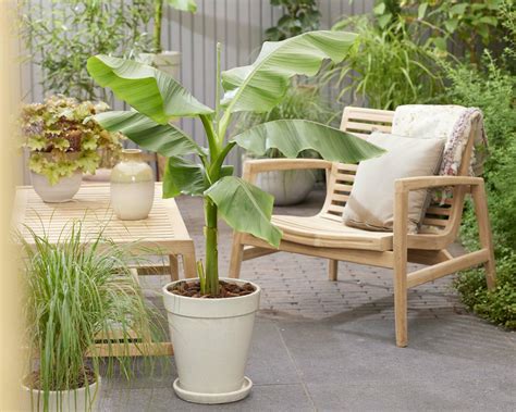 Musa Basjoo Banana Plant Bare Roots — Buy Hardy Banana Tree Online At Farmer Gracy Uk