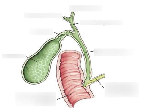 Ch 12 Rad Procedures Iii Biliary Duct Labeling Diagram Quizlet